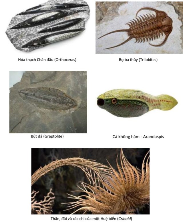 ĐẠI TUYỆT CHỦNG ORDOVIC CÓ THỂ DO NHỮNG ĐỢT PHÚN XUẤT NÚI LỬA – Cổng ...